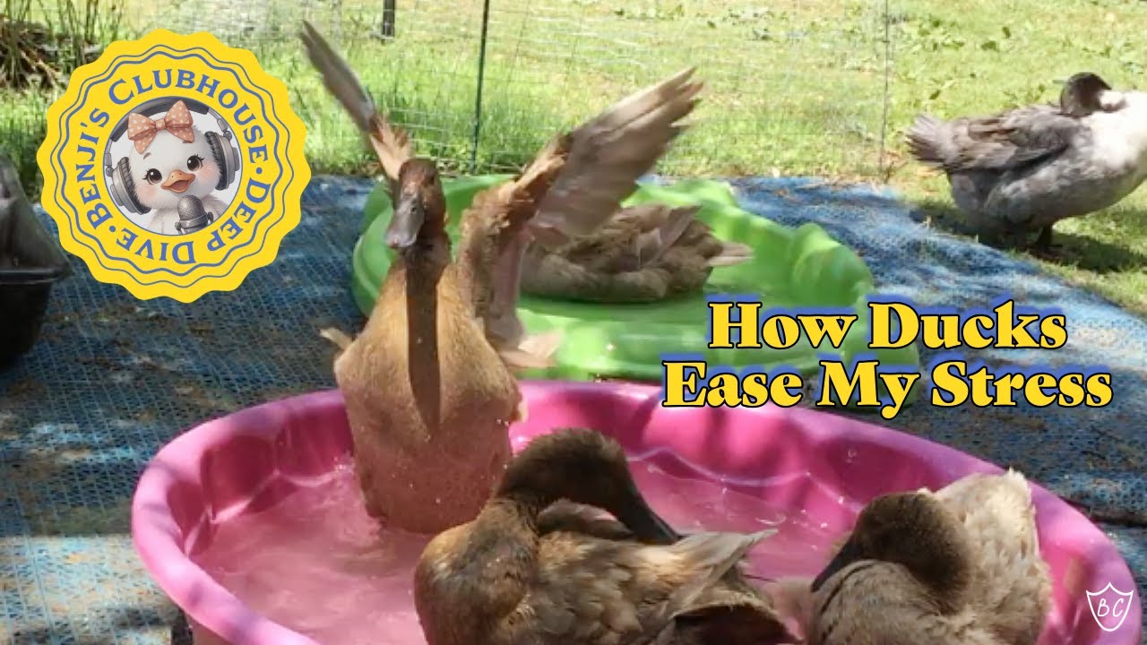 Why You MUST Watch Ducks & Geese To Ease Stress - YouTube