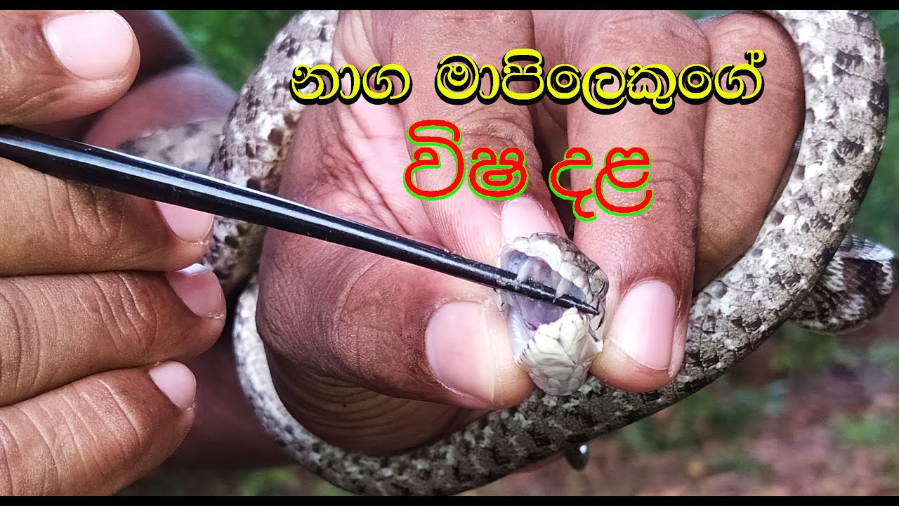 Forsten's Cat Snake ( NAGA MAPILA ) - YouTube