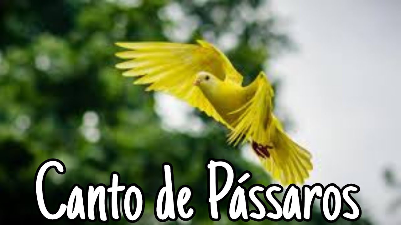 Passarinhos Cantando Na Natureza - Para Esquentar Seus Pássaros ...