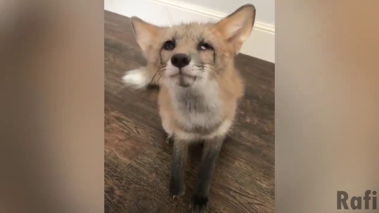 Funny Animals During Quarantine - YouTube