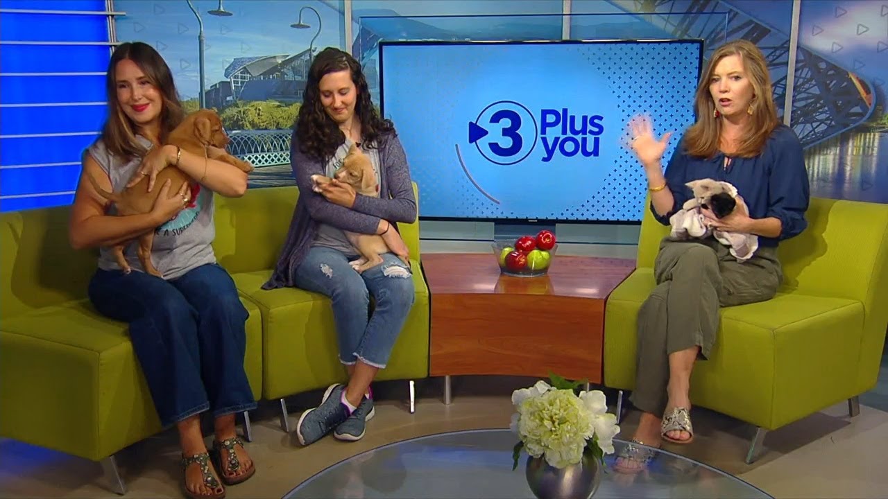 3 Plus Your Community- Humane Educational Society - YouTube