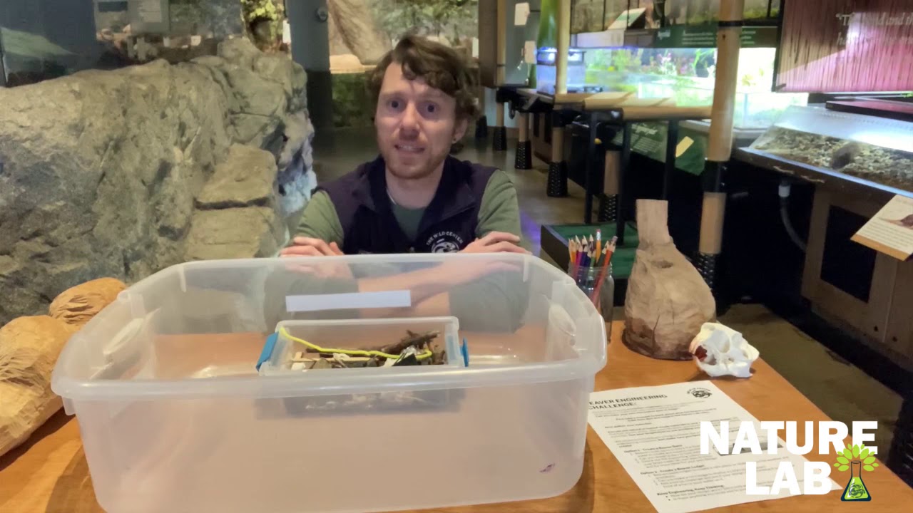 Beaver Dam Engineering Challenge - YouTube