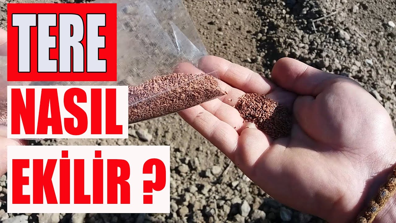 Tere nasıl ekilir ? Tere nasıl çimlendirilir ? - YouTube