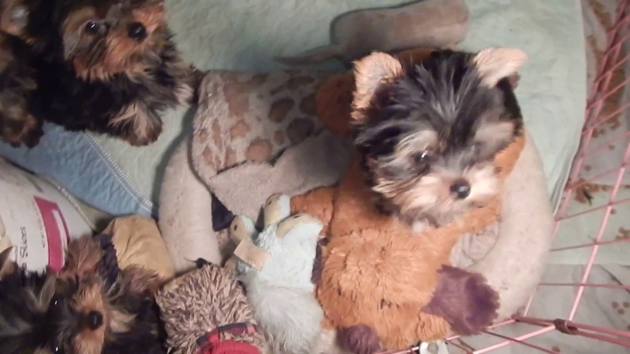 Yorkie Puppies 12 Weeks Old - YouTube