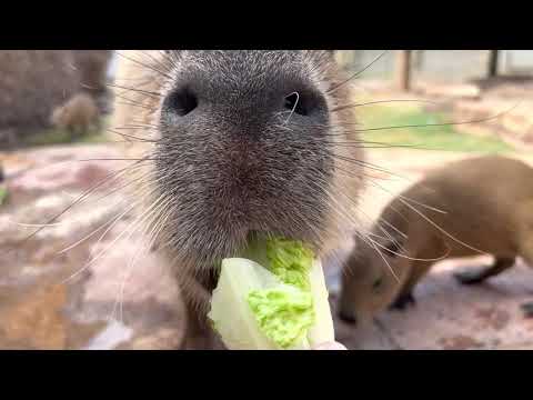 Capybara Snacking On Lettuce - Zoos and Organizations Videos - Awesome ...