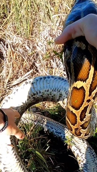 Big Burmese Python Removed From Florida Everglades - YouTube