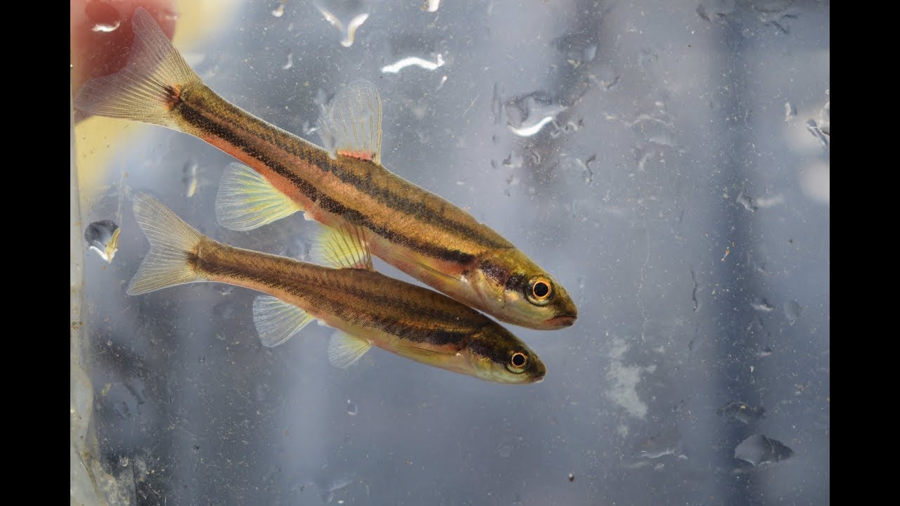 Finescale Dace