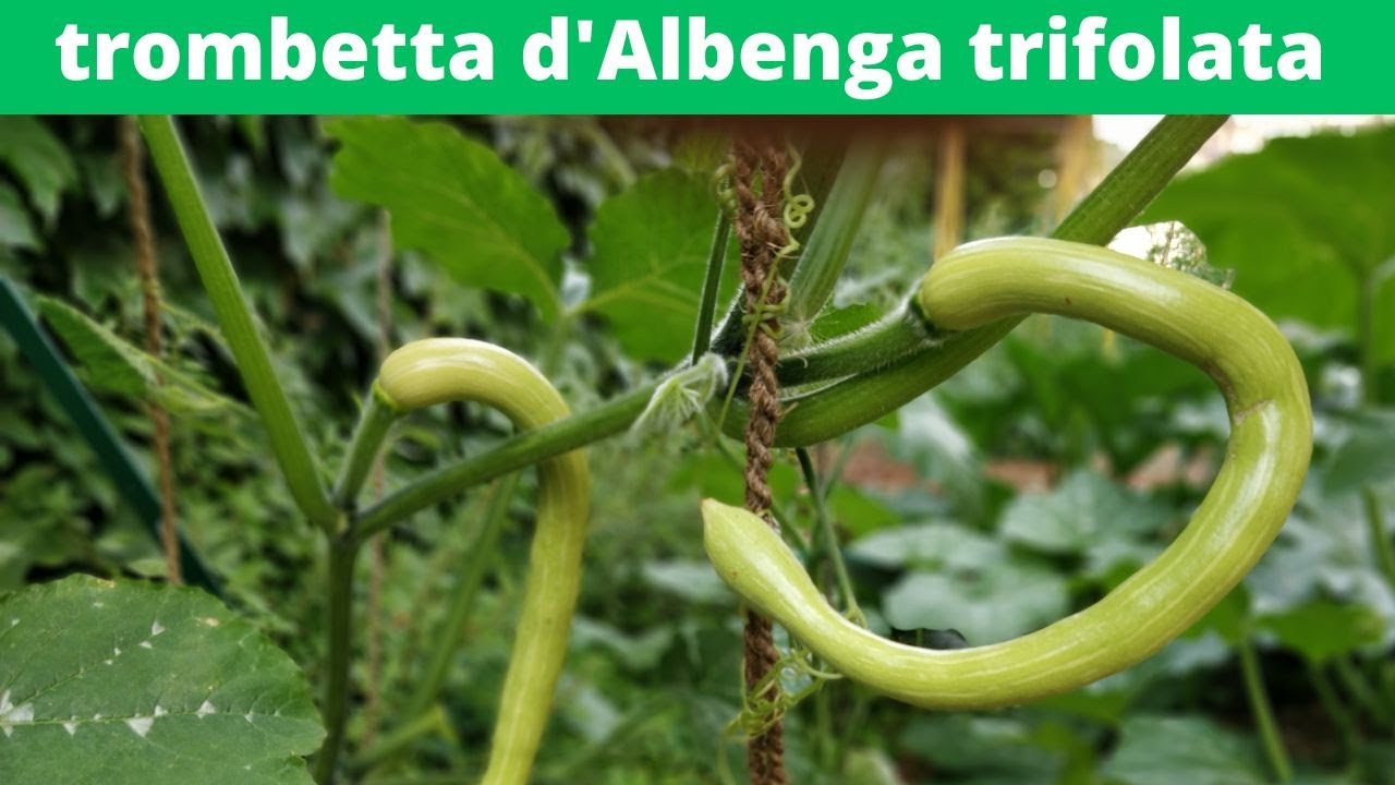 zucchine trombetta d'Albenga trifolate... - YouTube
