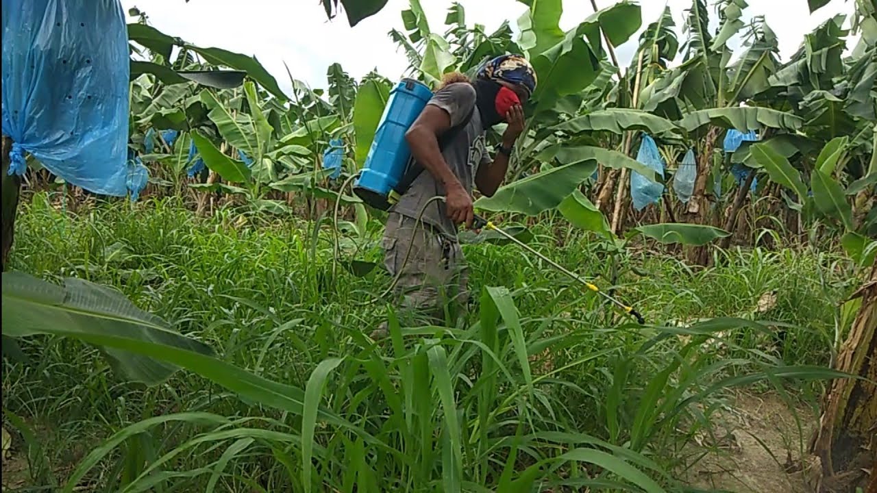 Dapat makontrol ang pag dami at pag taas ng mga damo...spray agad ng ...