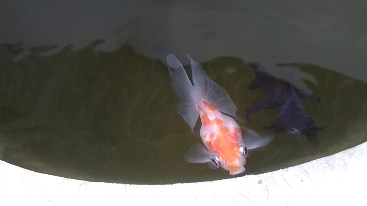 Ikan Mas Koki Bali - YouTube