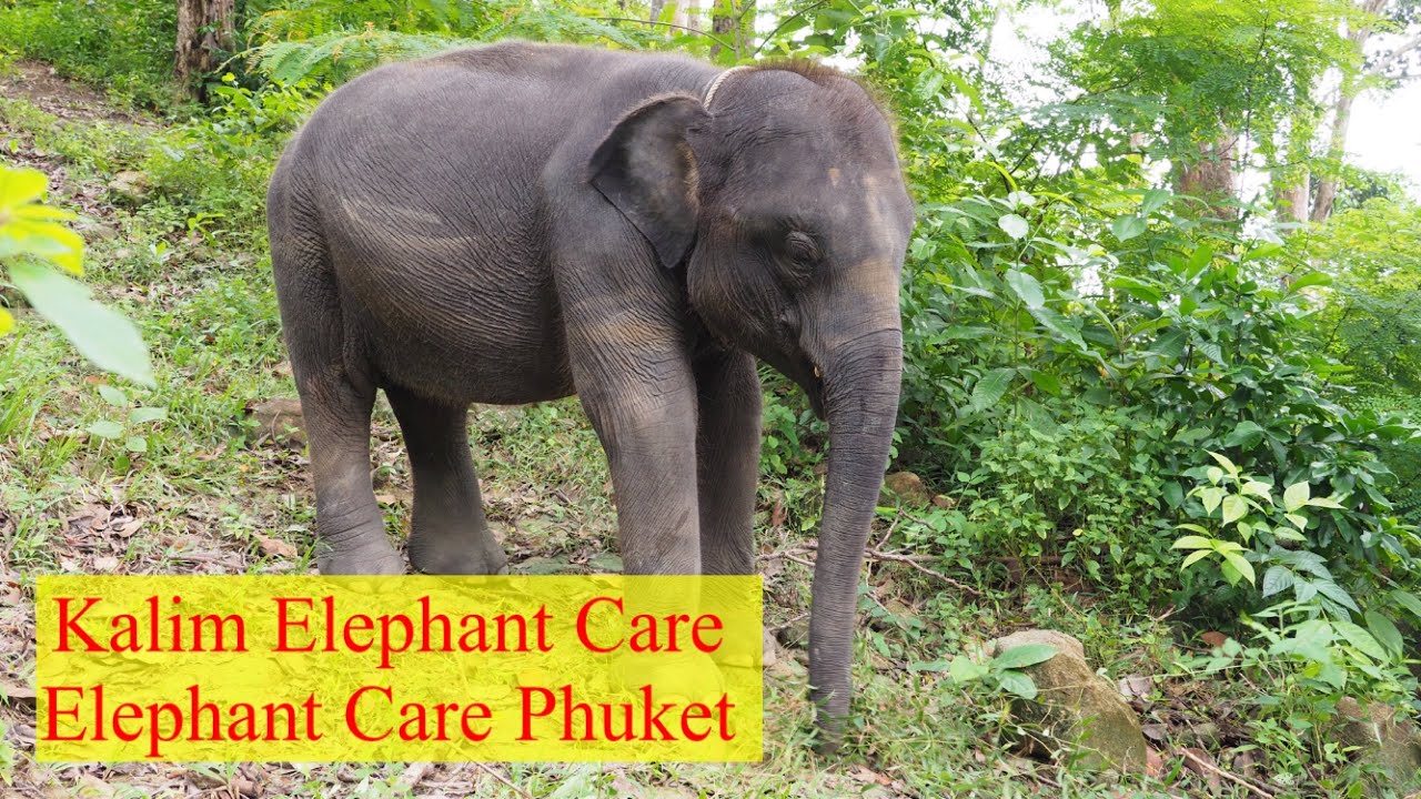 Kalim Elephant Care - YouTube