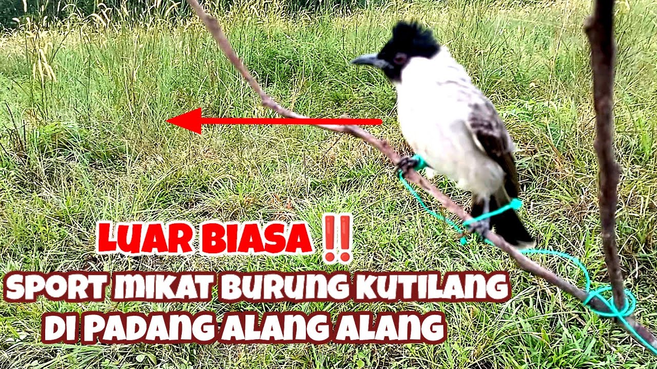 luar biasa‼️sport mikat burung kutilang di padang Alang Alang - YouTube