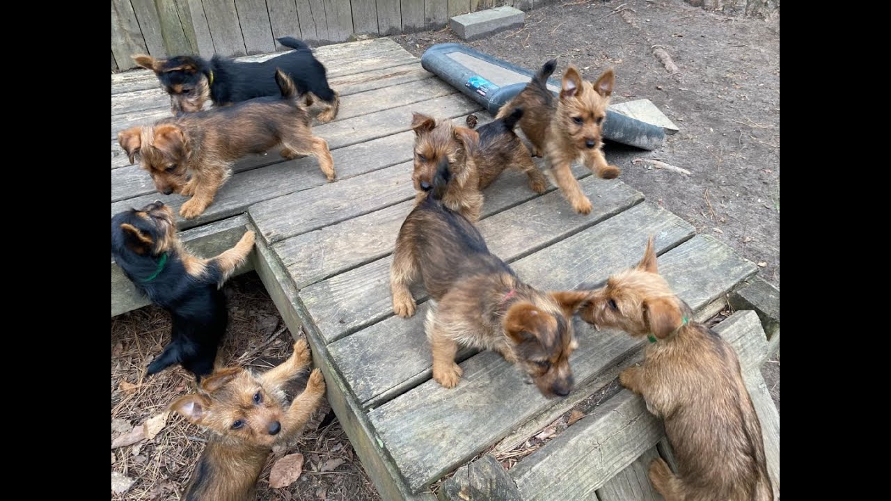 Video 6 10 weeks to 12 weeks old - YouTube