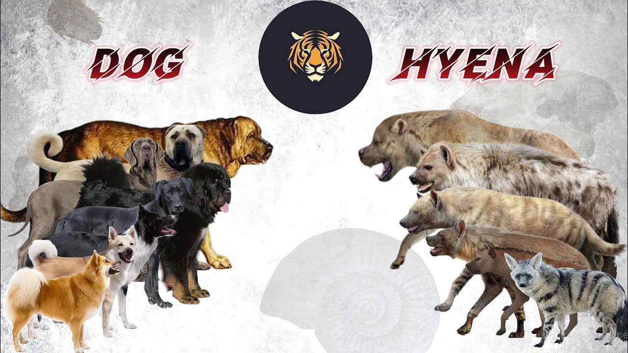 Dog vs Hyena Size Comparison [LIVING VS EXTINCT] - YouTube