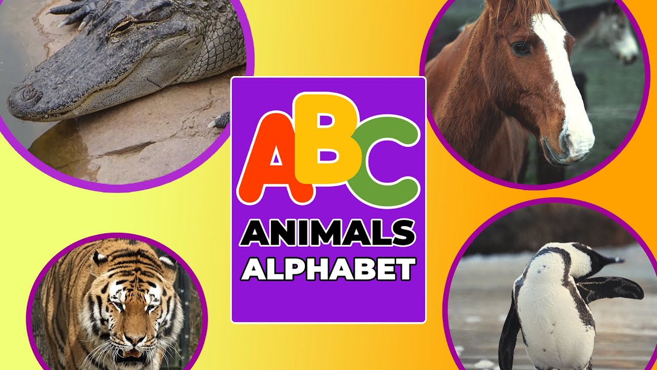 Alphabet Animals ABC - Flashcards for Toddlers - Learning Animals Names ...