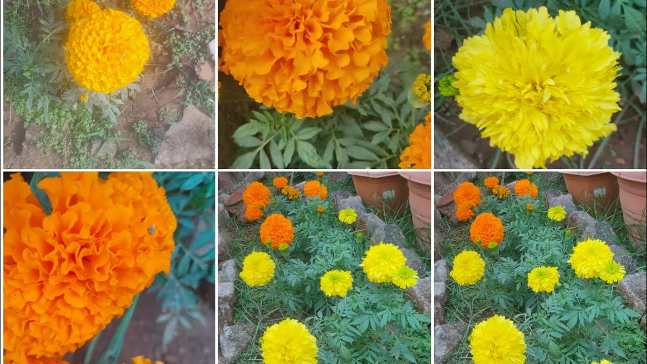 #gende ka flower #marigold ka flower #hybrid marigold ka flower#hybrid ...