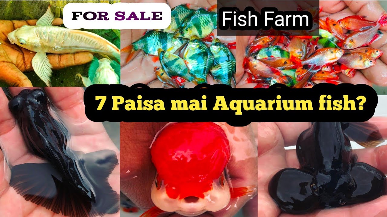 7 Paisa 10 Paisa 20 Paisa mai Aquarium Fish? 😳 | Young Fish Farmer ...