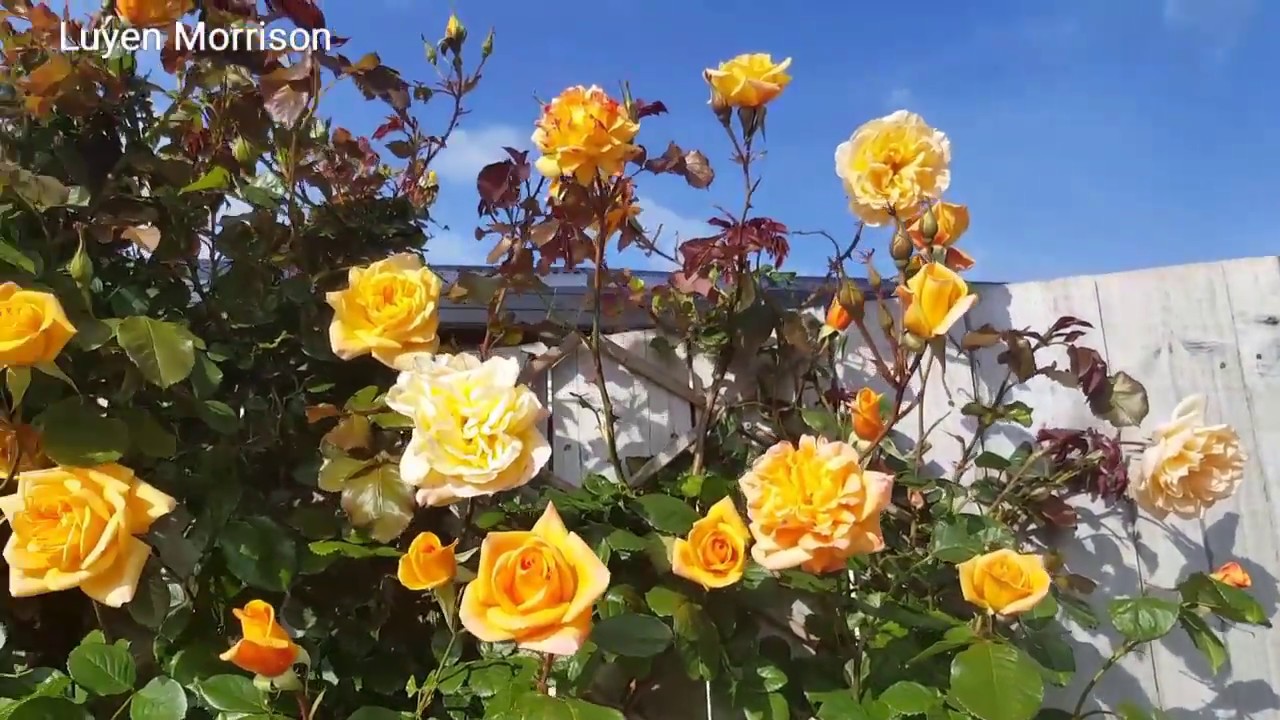 Climbing roses Amber Glow - Hoa hồng leo amber Glow - YouTube