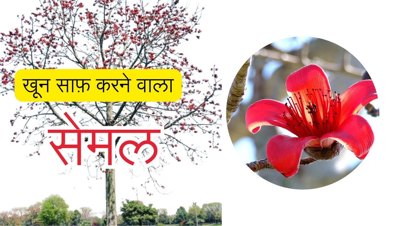 सेमल के फूल खाने से क्या फायदा होता है | Semal Ke Phool Khane Ke Fayde ...