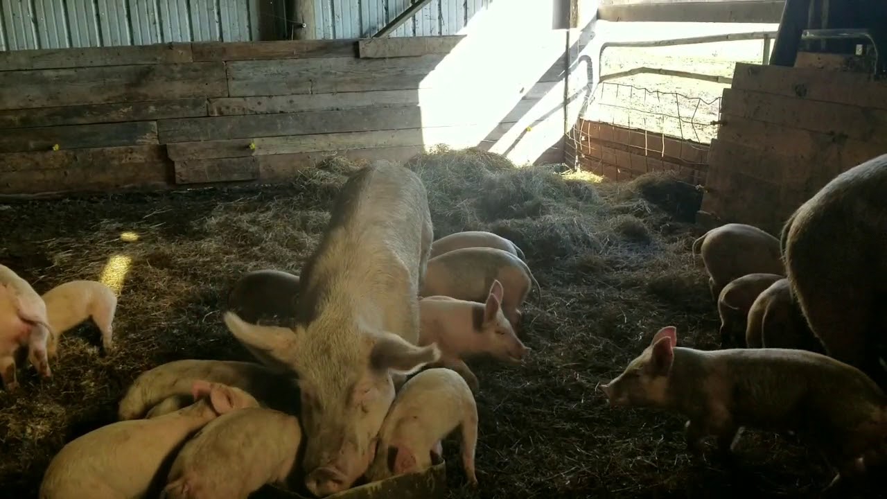 Getting Pigs ready for Winter(quick pig update) - YouTube