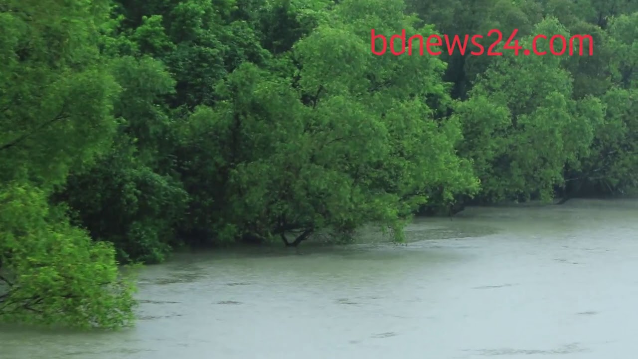 Sundarbans Mangrove Forest - YouTube