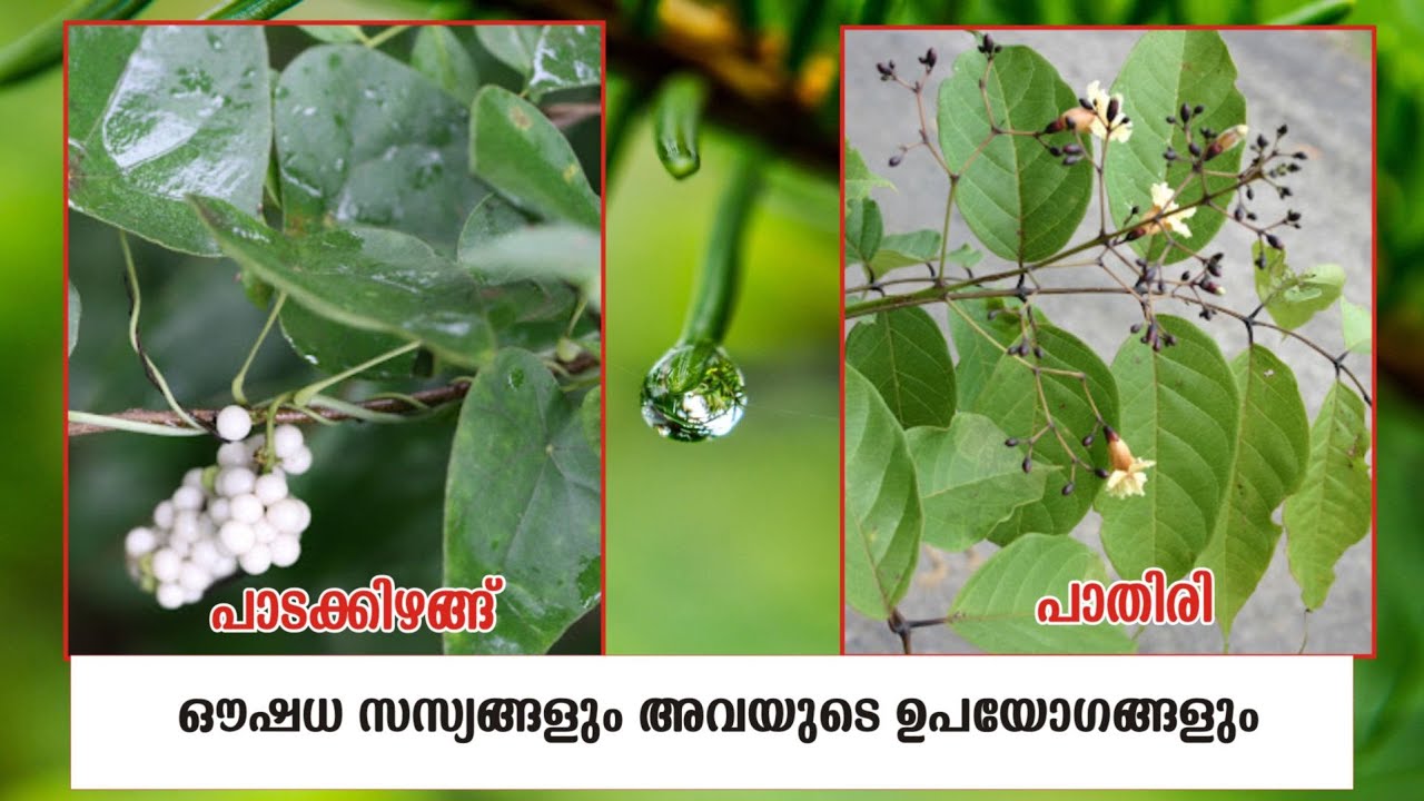 Medicinal Uses of Plant in Malayalam| പാടക്കിഴങ്ങ്(padakizhangu) പാതിരി ...