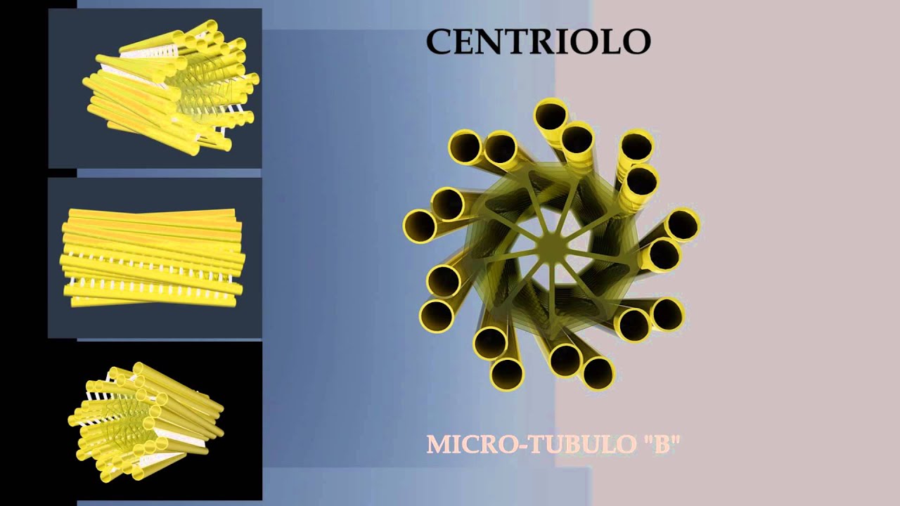Centriolo - YouTube