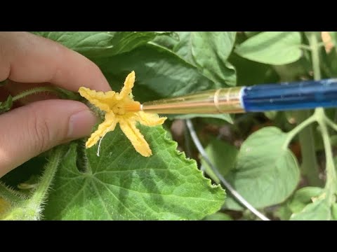 Hand Pollinate Cucumber Plants to Increase Yield or Save Hybrid Seeds ...