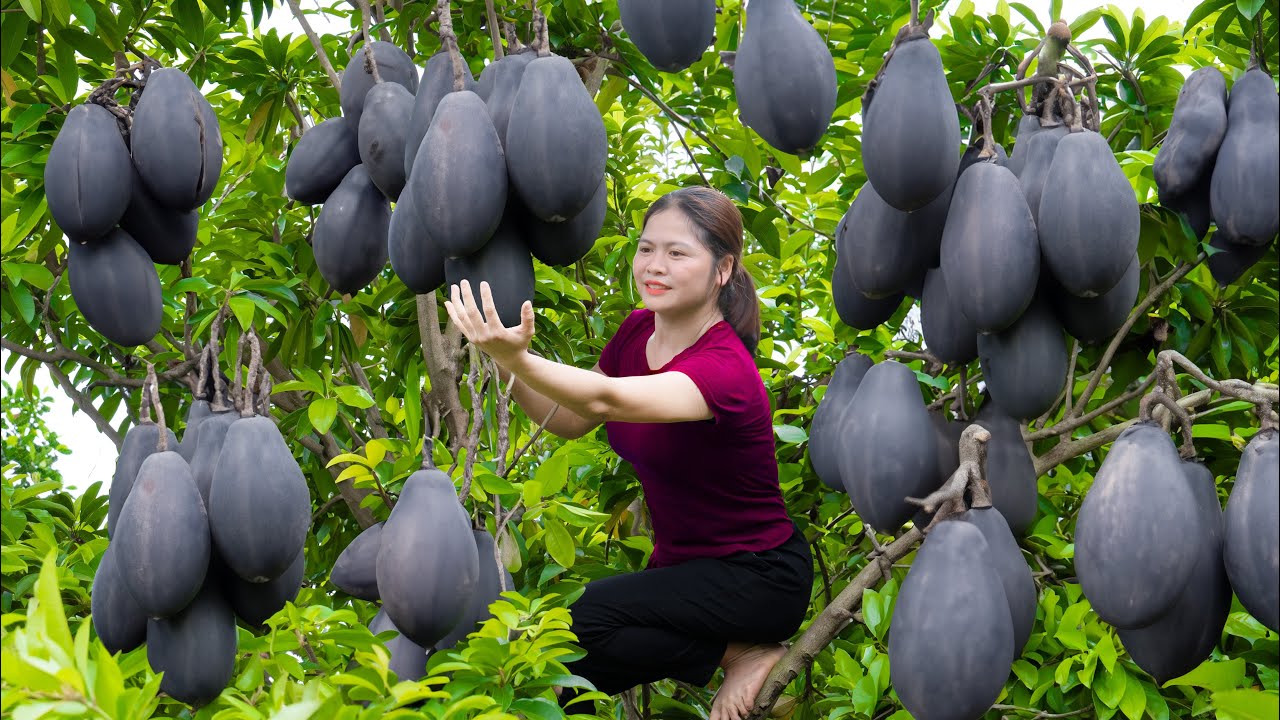 WOMEN Harvesting Sapodilla Hybrid Hong Xiem Go To Market Sell - Create ...