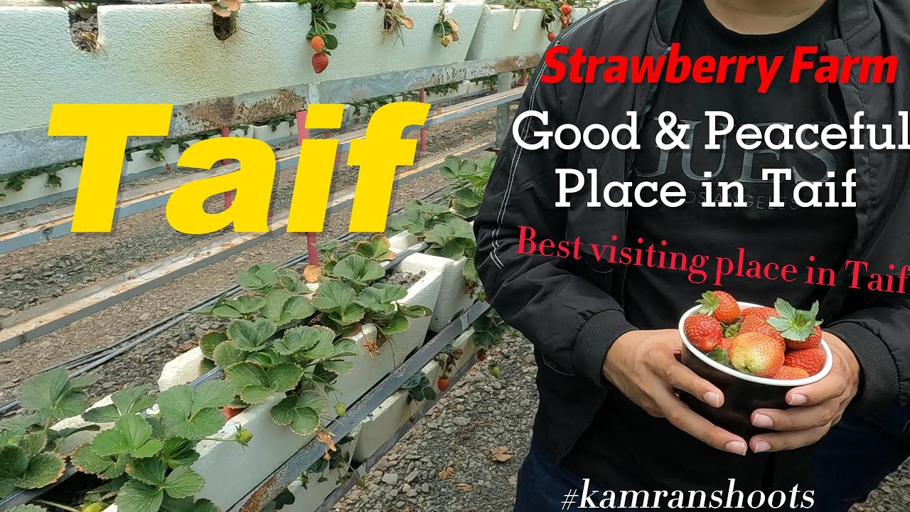 مزرعة الفراولة ورد الطائف Taif Strawberry Farm Taif flower Farm - YouTube