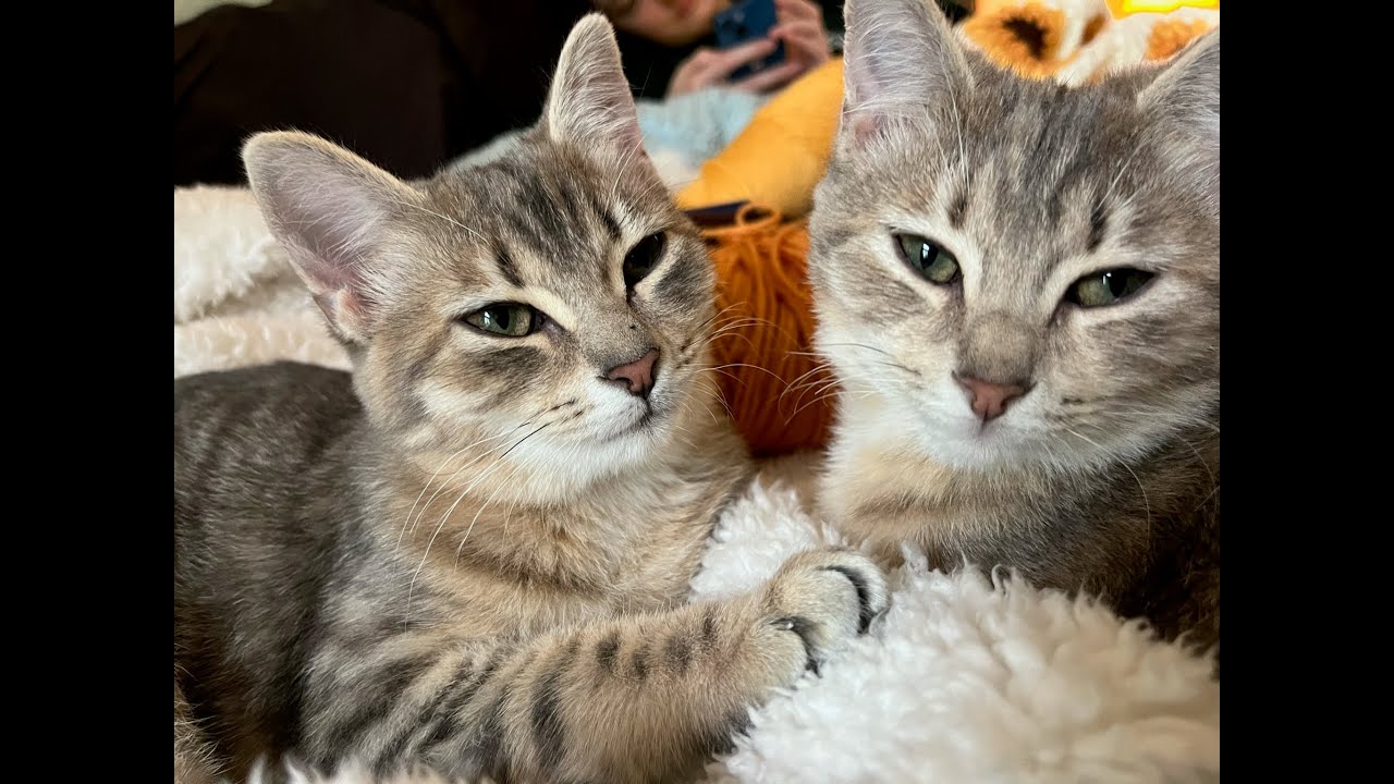 Janie & Jillie - Foster Kittens' Transformation Story - YouTube