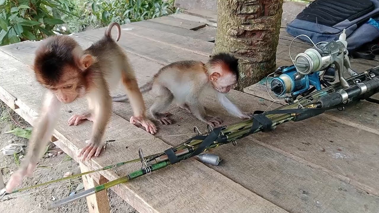 cute baby monkeys moni, mino and daddy prepare fishing gear for river ...