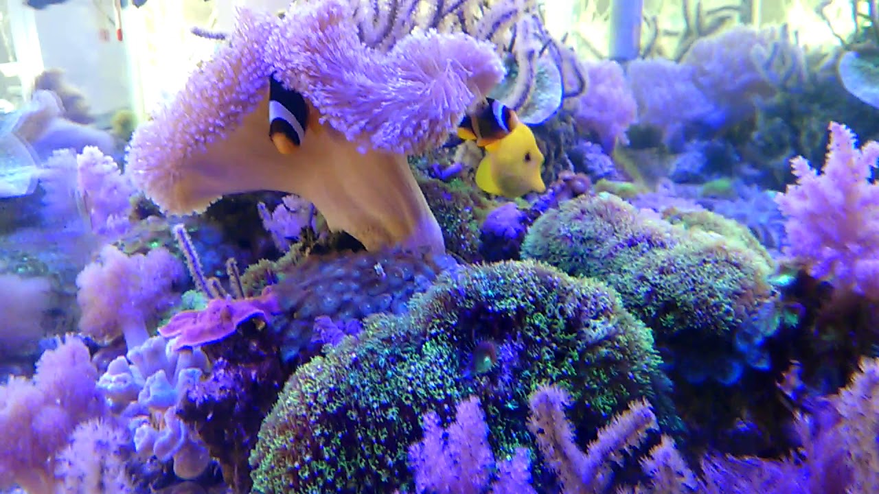 Mi reef 14/01/2018 - YouTube