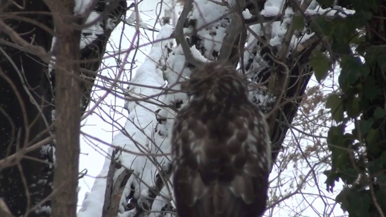 The Neologist - Lost Souls of a Forgotten Science - The Promise of ...