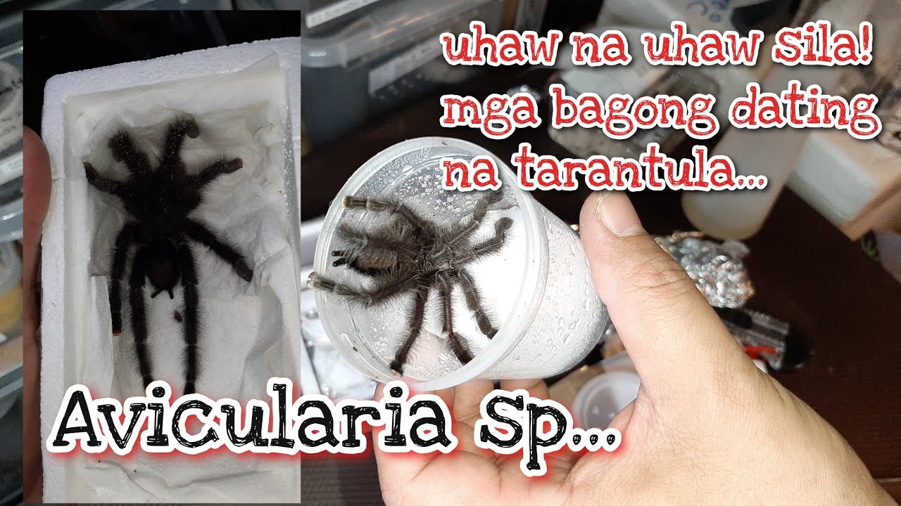 Adult Males Arrived Safe Another Breeding Project YouTube adult-males-arrived-safe-another-breeding-project-youtube