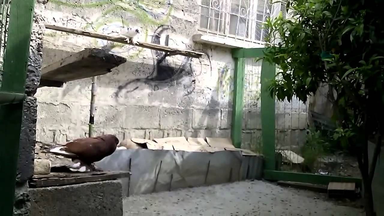 Pellumba leshak, Albania Fier (PIGEON 7 ALBANIA) - YouTube