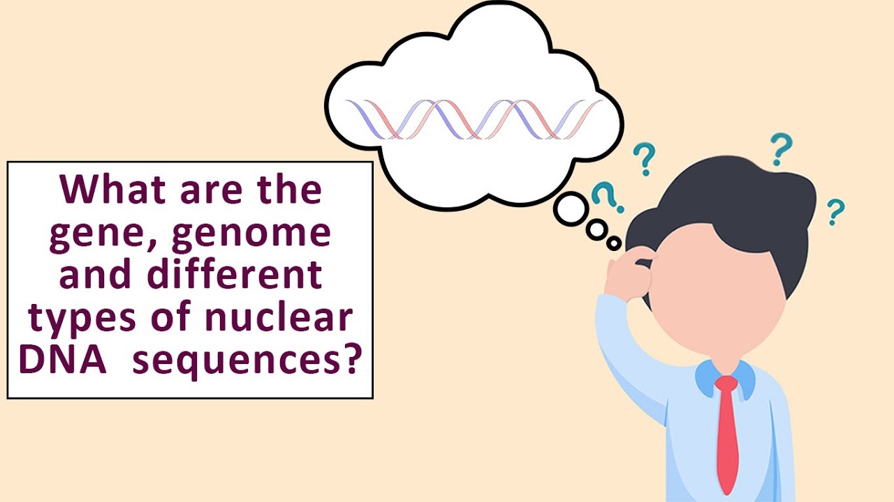 What are the gene, genome and different types of nuclear DNA sequences ...