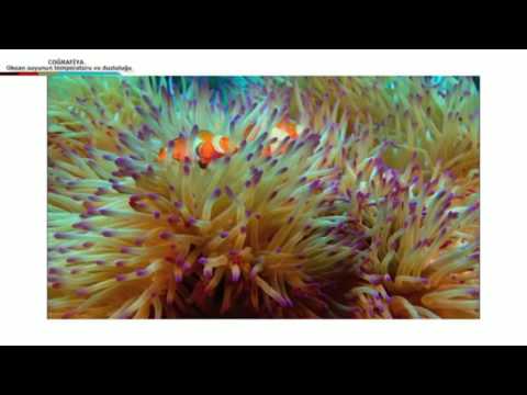 Coğrafiya - Okean suyunun temperaturu, duzluluğu və şəffaflığı