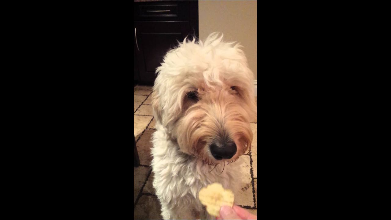 A Golden doodle dog eating potato chips - YouTube
