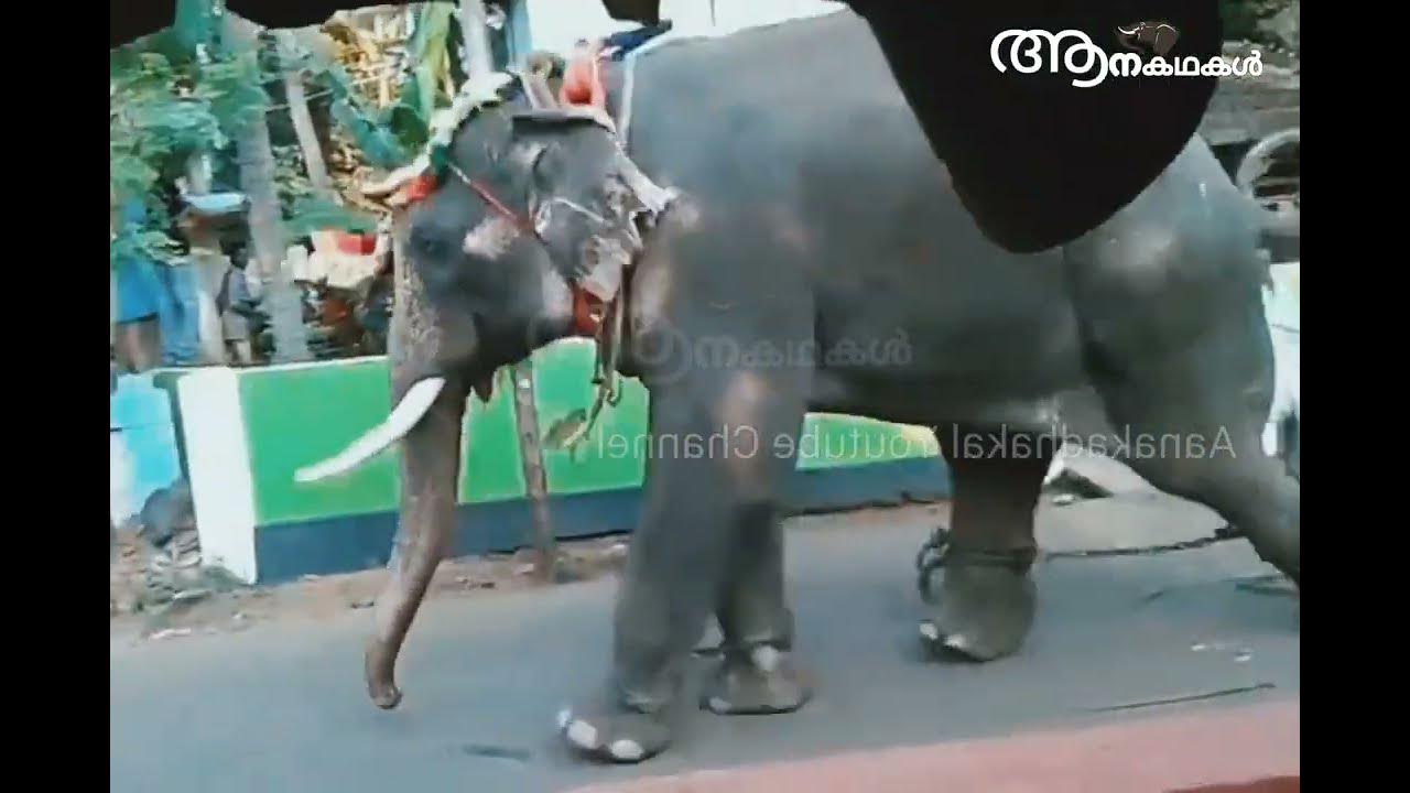 ഇടഞ്ഞ ആന ഡോക്ടറെ കൊലപെടുത്തിയപ്പോൾ | Elephant video | Elephant attack ...