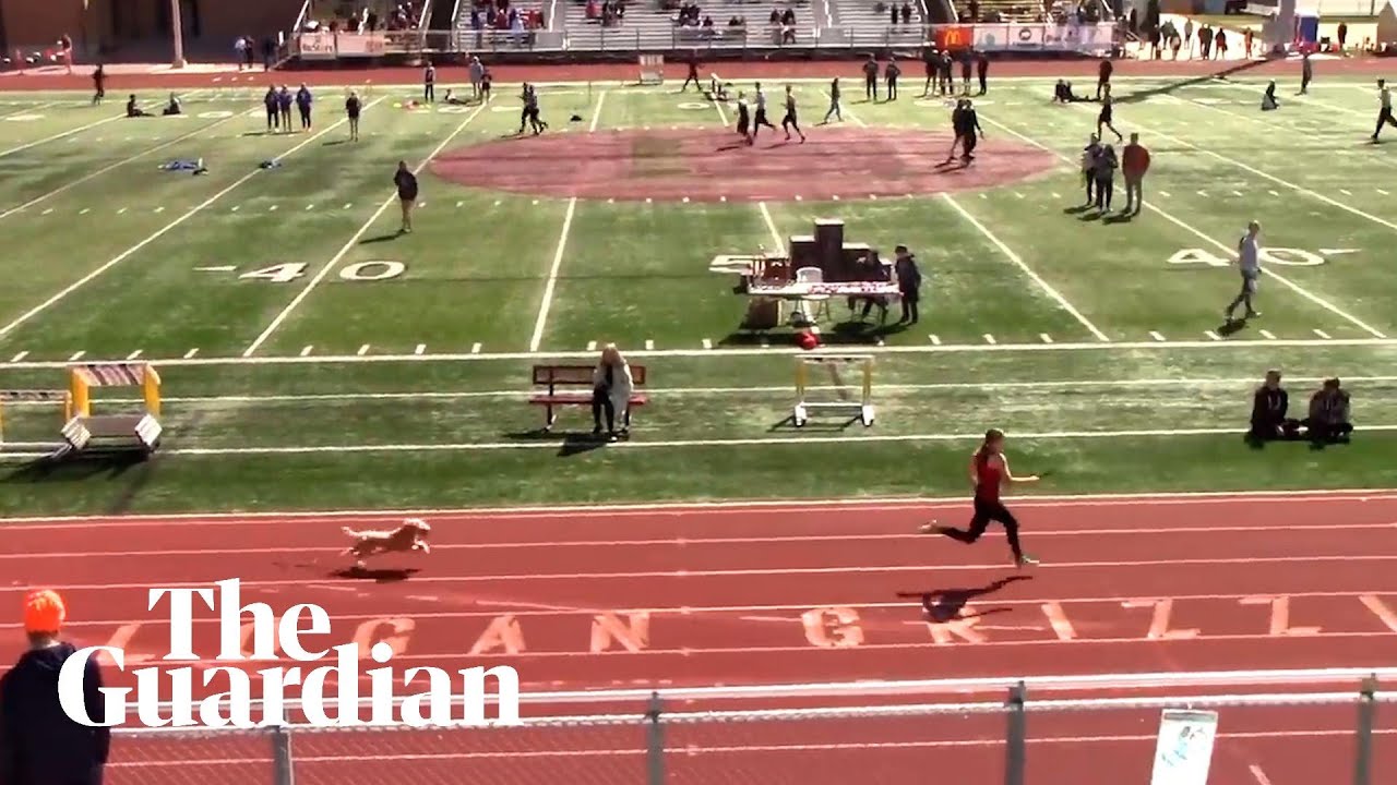Dog breaks loose to wins relay race in US high school track event - YouTube