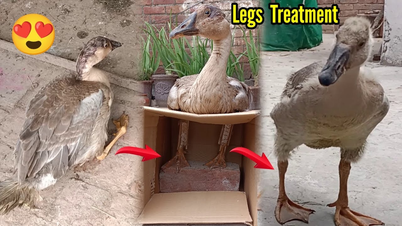 Tango 🦆 Ki Legs 🥳 Ka Operation Kr Diya - Duck Legs Treatment | Tango ...