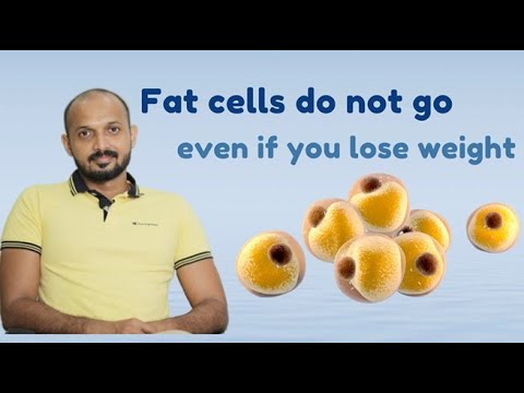 Fat cells do not die or go away, even when you lose weight (body fat ...