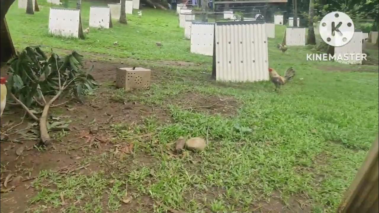 FIREBIRD GAMEFARM(PART 3) - YouTube