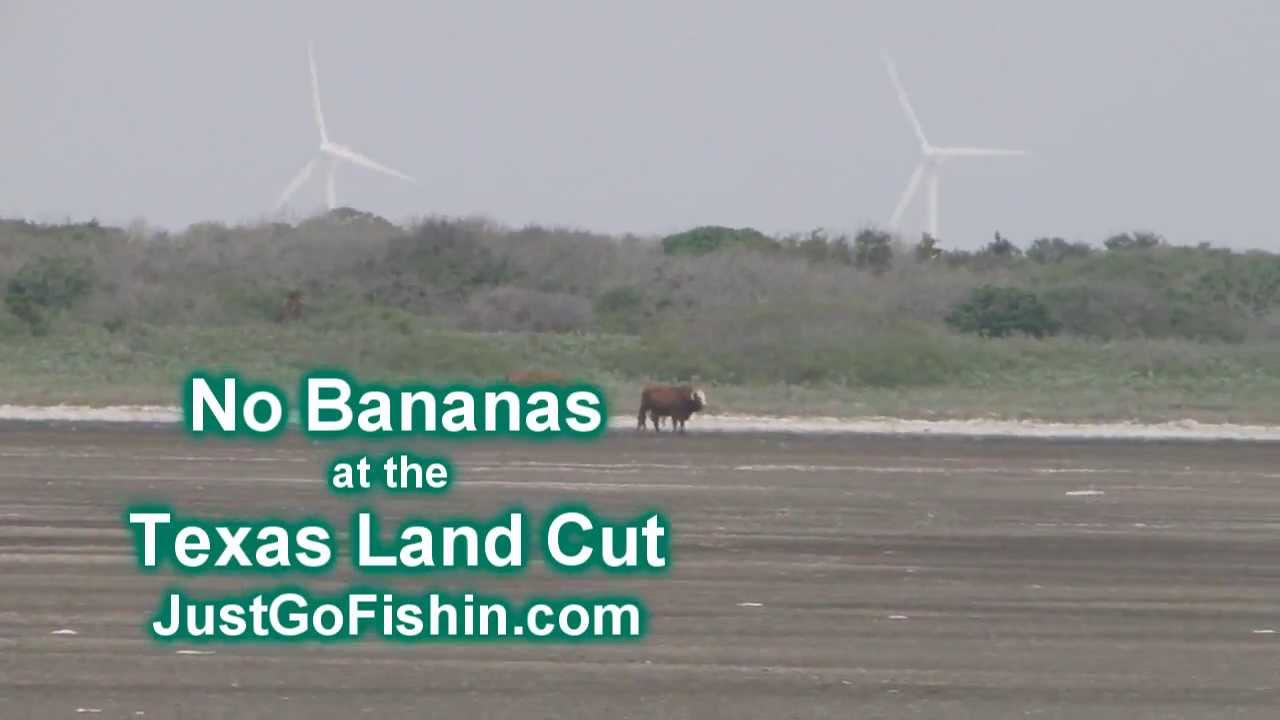 No Bananas at the Texas Land Cut - YouTube