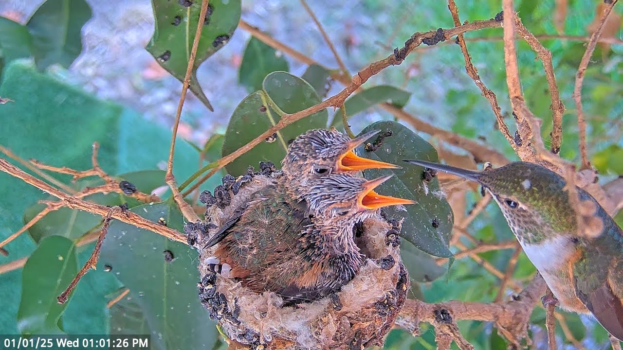 Mom Olive Feeding Hummingbird Chicks Forest and Autumn 18 and 20 Days ...