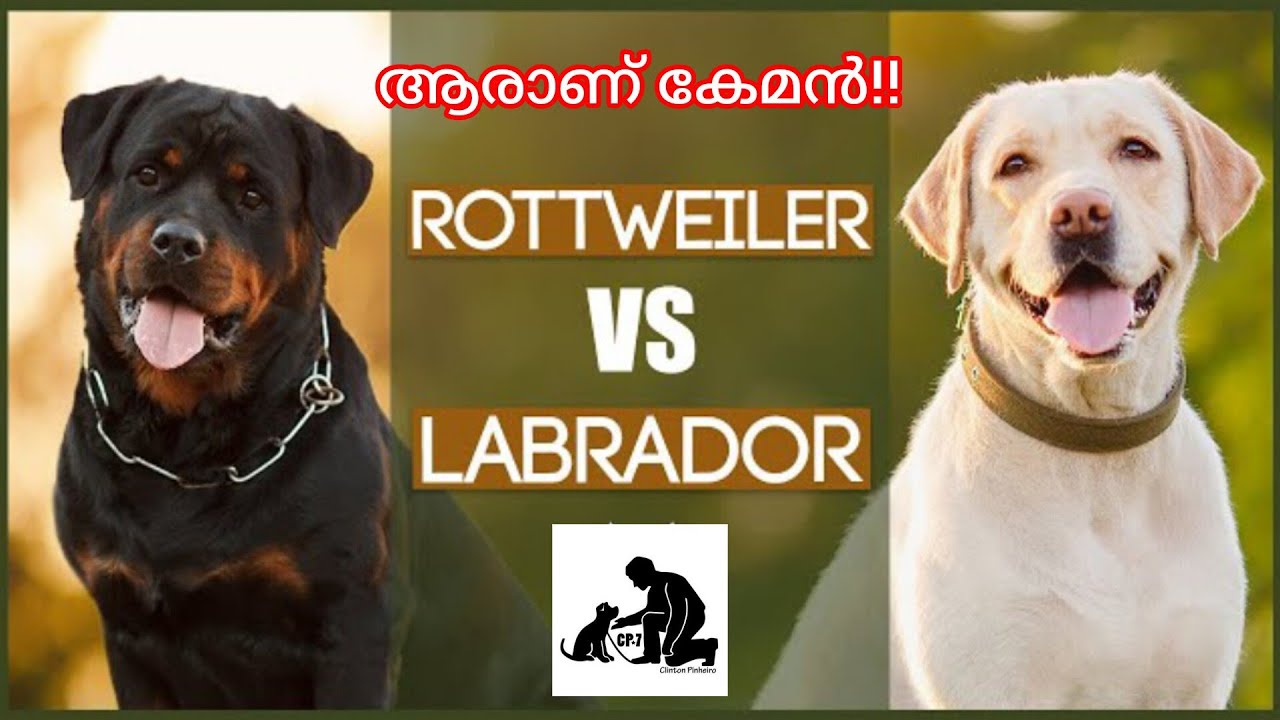 Battle Of The Breeds: Rottweiler Vs Labrador In Malayalam - YouTube
