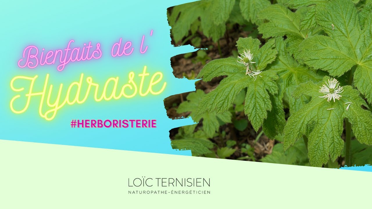 Hydraste : bienfaits et propriétés - YouTube