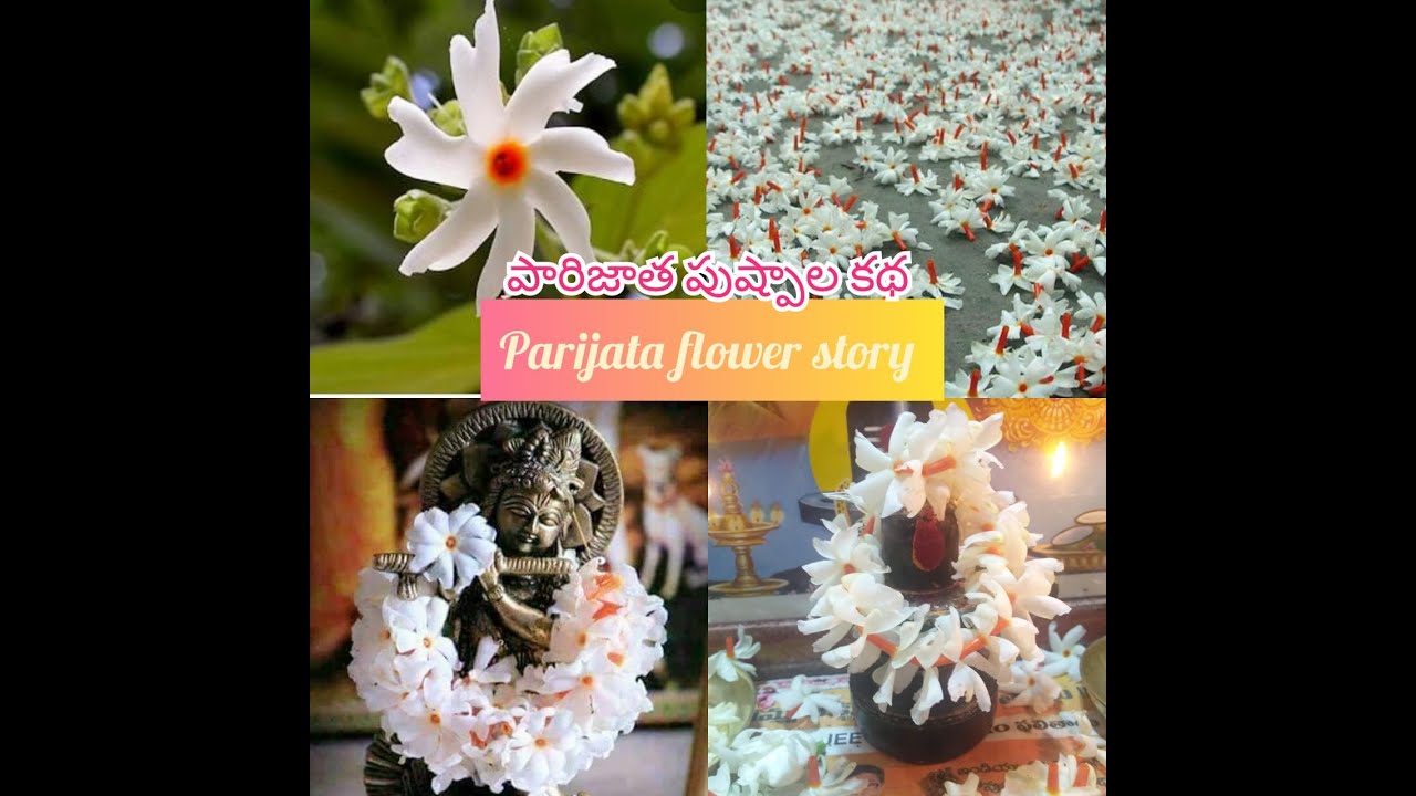 Parijat Flower In Telugu | Best Flower Site