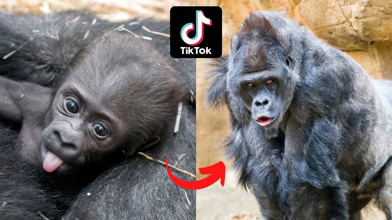 Monkeys grow up ~ Transformation of monkeys 🐒🦍 - YouTube